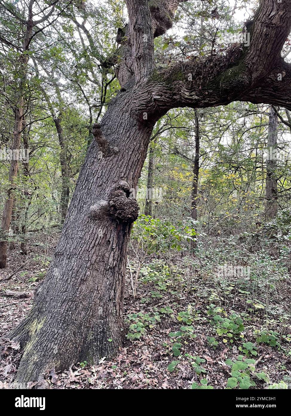 bur oak (Quercus macrocarpa Stock Photo - Alamy