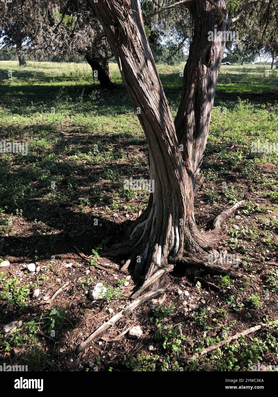 Ashe juniper (Juniperus ashei Stock Photo - Alamy