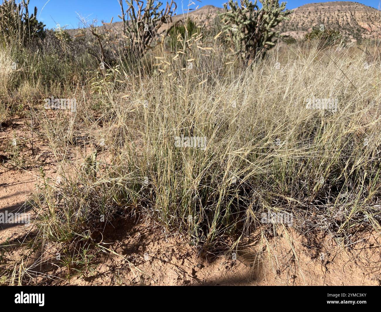burrograss (Scleropogon brevifolius Stock Photo - Alamy