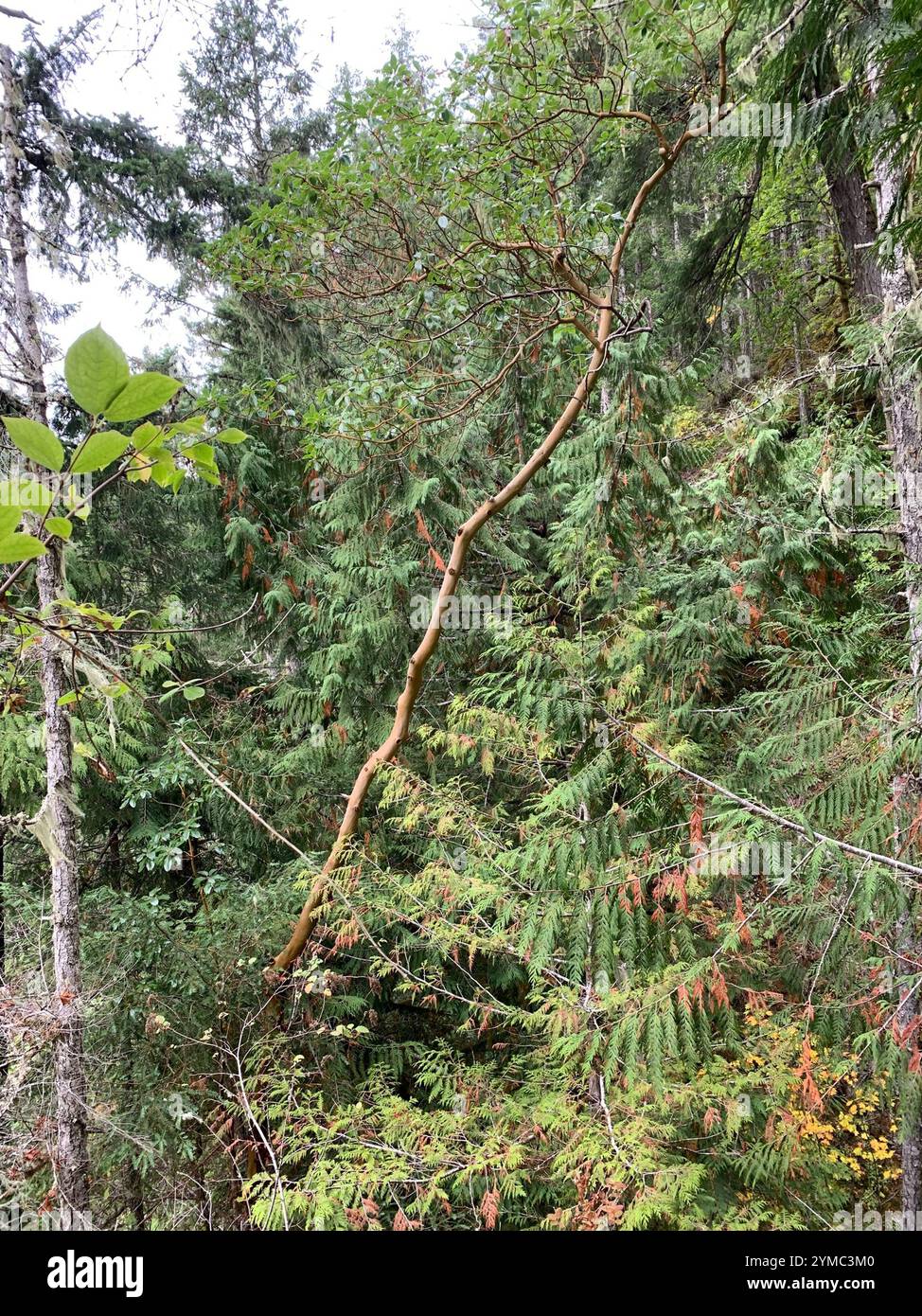 Pacific madrone (Arbutus menziesii Stock Photo - Alamy