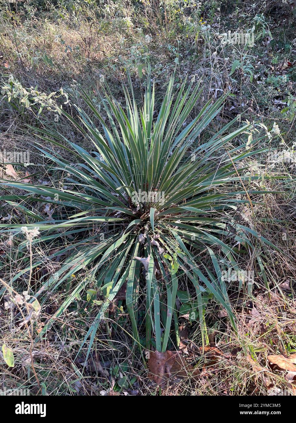 Gulf Coast Yucca (Yucca louisianensis Stock Photo - Alamy