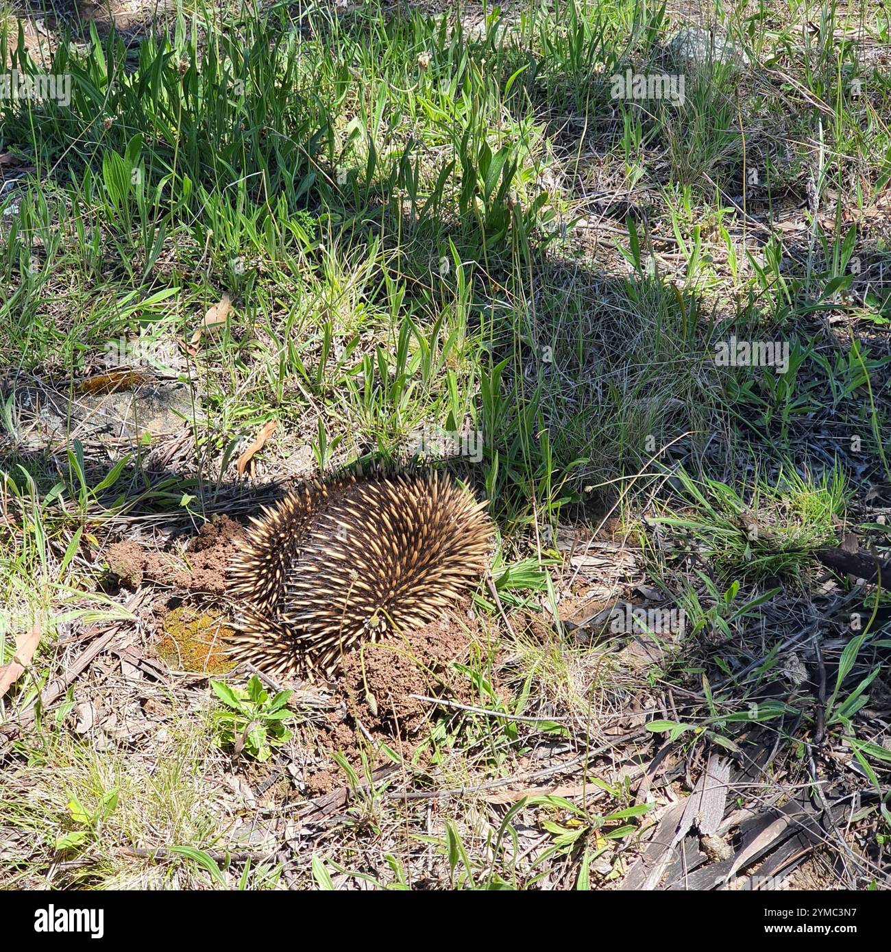Eastern Short-beaked Echidna (Tachyglossus aculeatus aculeatus Stock ...