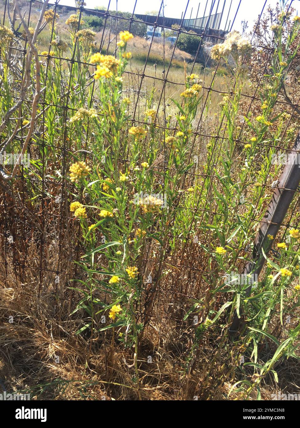 western goldenrod (Euthamia occidentalis Stock Photo - Alamy