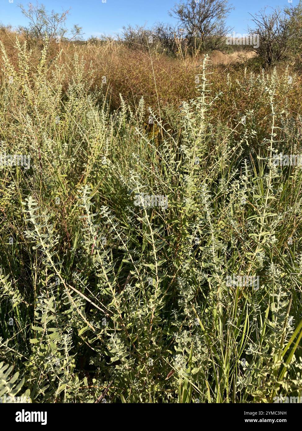 Escobilla Butterflybush (Buddleja scordioides Stock Photo - Alamy