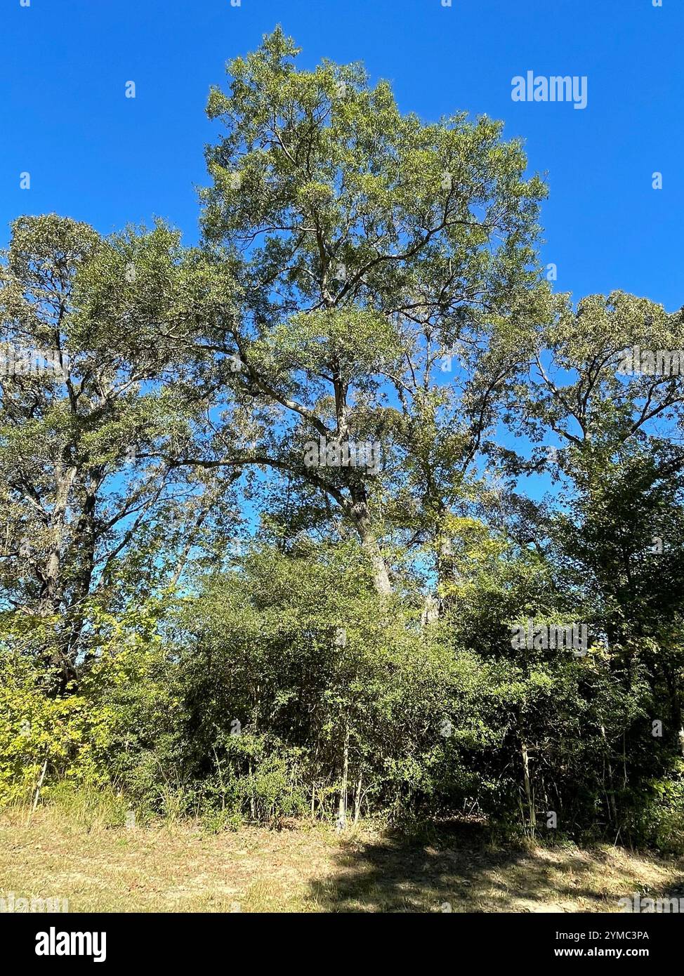 water oak (Quercus nigra Stock Photo - Alamy