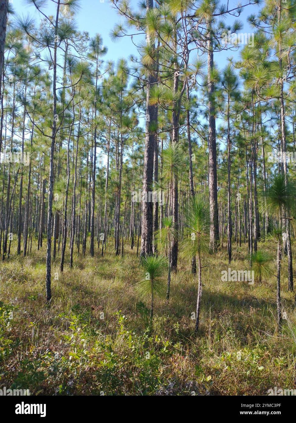 longleaf pine (Pinus palustris Stock Photo - Alamy
