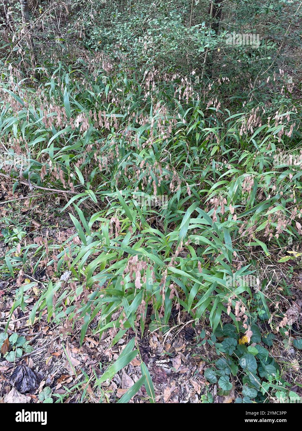 inland wood oats (Chasmanthium latifolium Stock Photo - Alamy