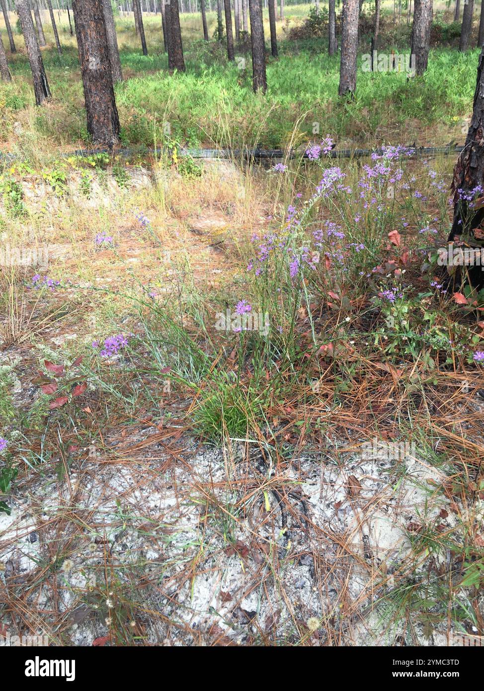 Eastern Silver Aster (Symphyotrichum concolor Stock Photo - Alamy