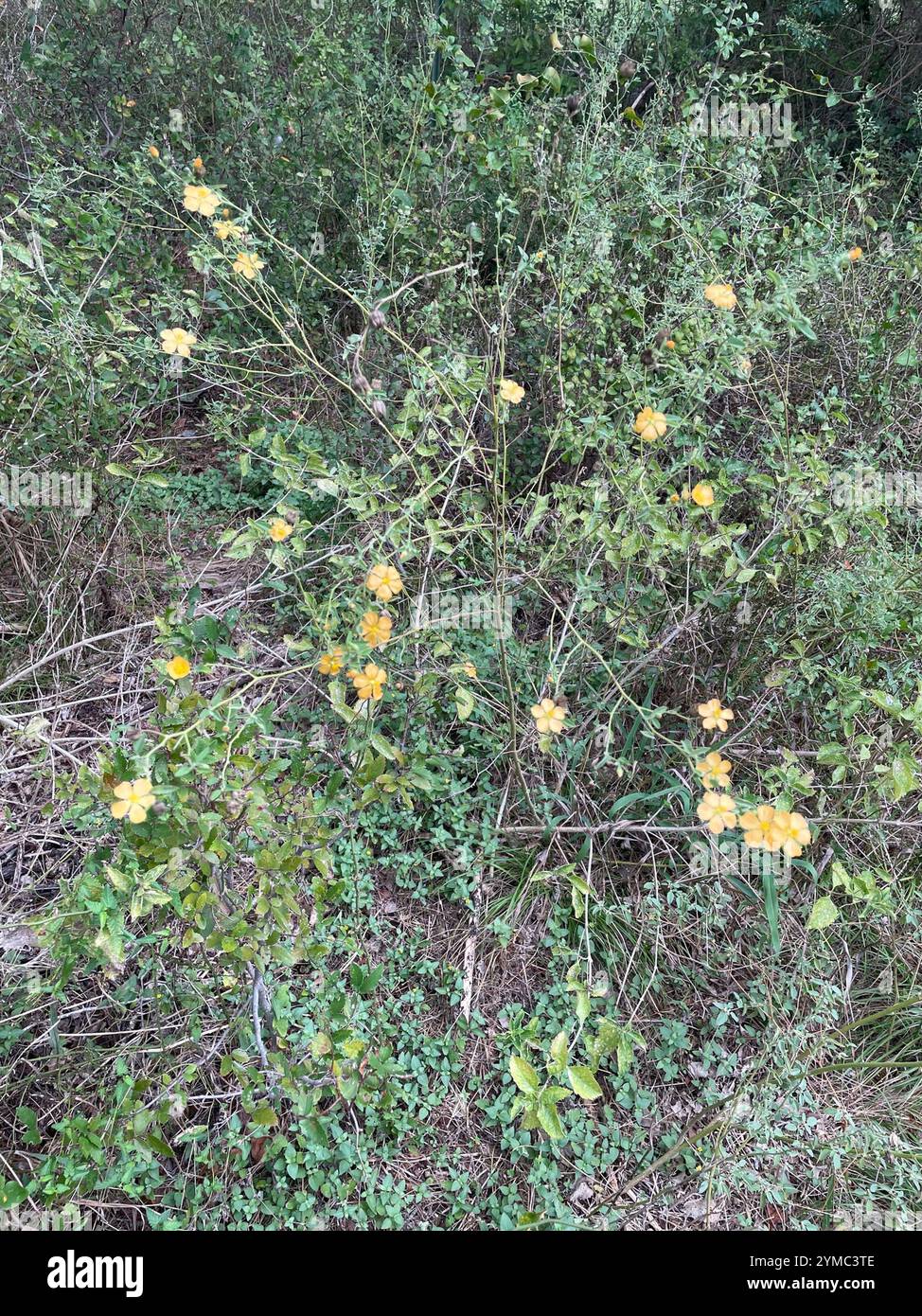 sweet Indian Mallow (Abutilon fruticosum Stock Photo - Alamy