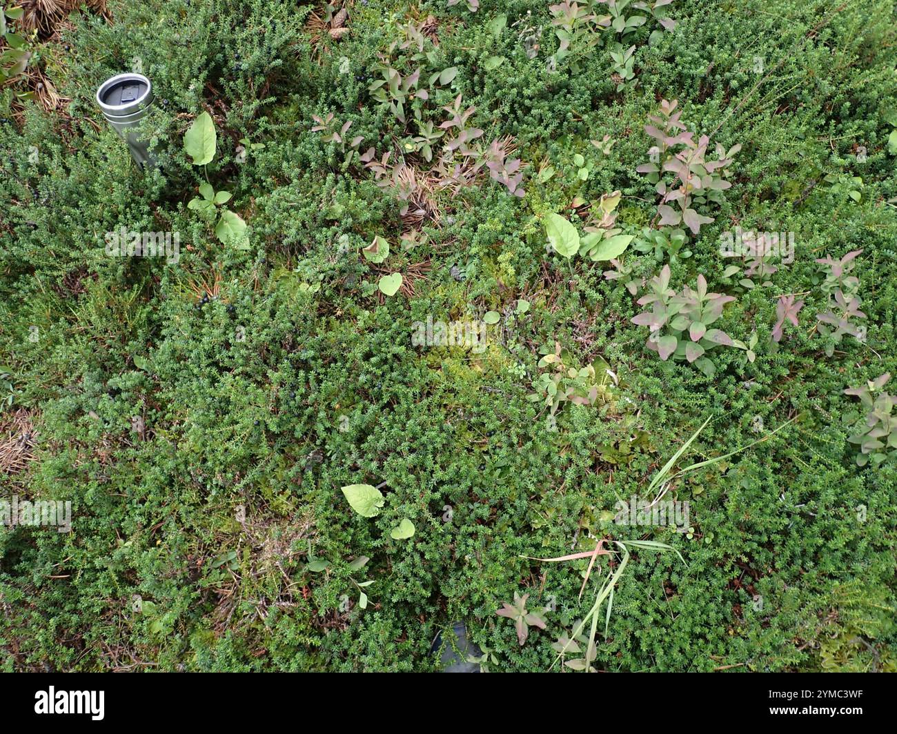 Ostrich-plume Moss (Ptilium crista-castrensis Stock Photo - Alamy