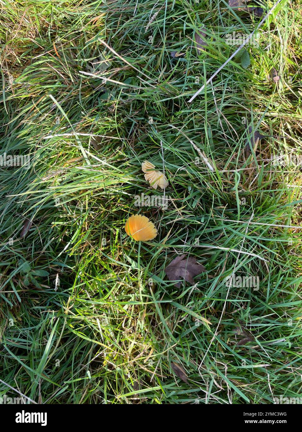 Golden Waxcap (Hygrocybe chlorophana Stock Photo - Alamy