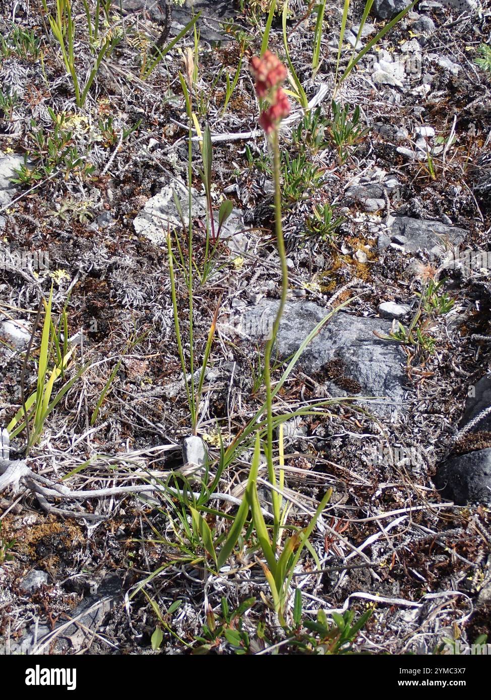 sticky false asphodels (Triantha Stock Photo - Alamy