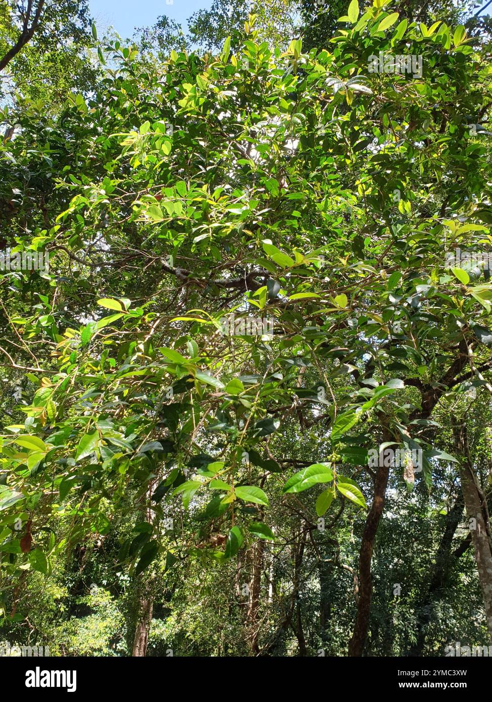 scrub cherry (Syzygium australe Stock Photo - Alamy