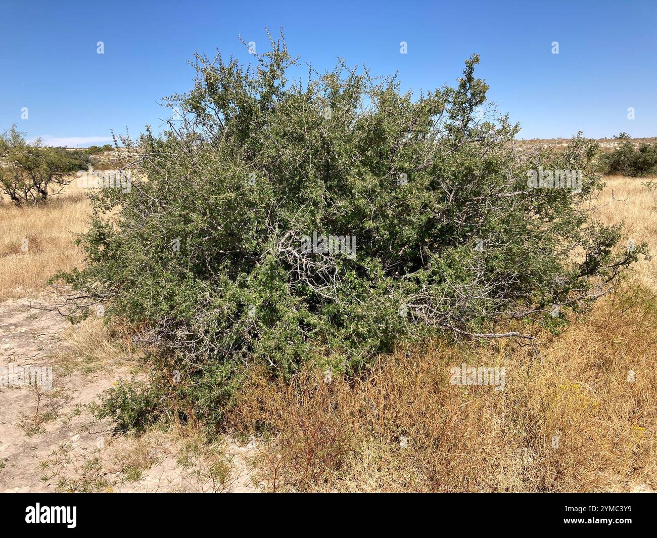 little leaf sumac (Rhus microphylla Stock Photo - Alamy