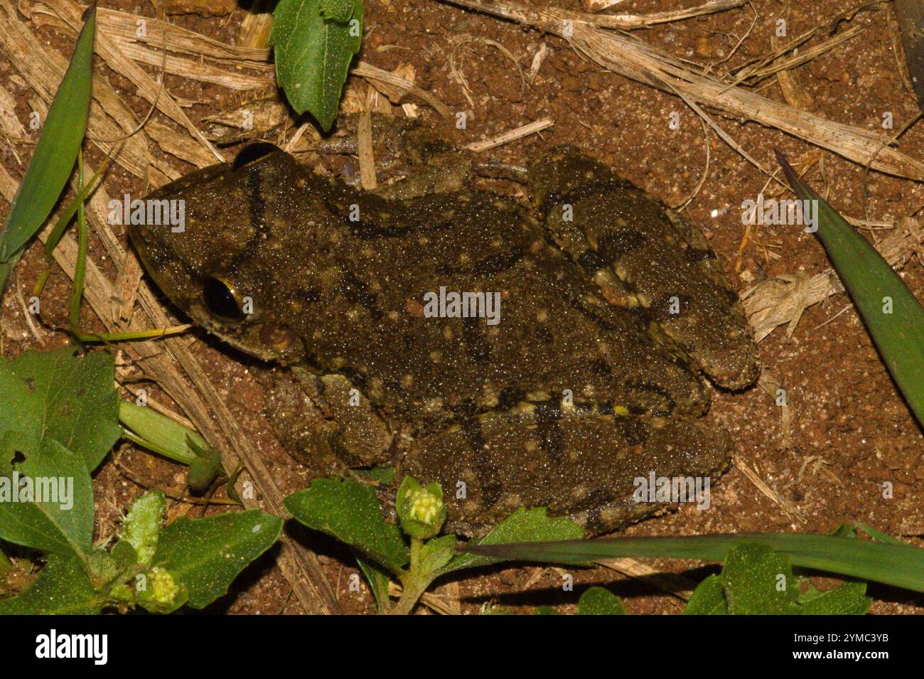 Fuscous-blotched Snouted Tree Frog (Scinax fuscovarius Stock Photo - Alamy