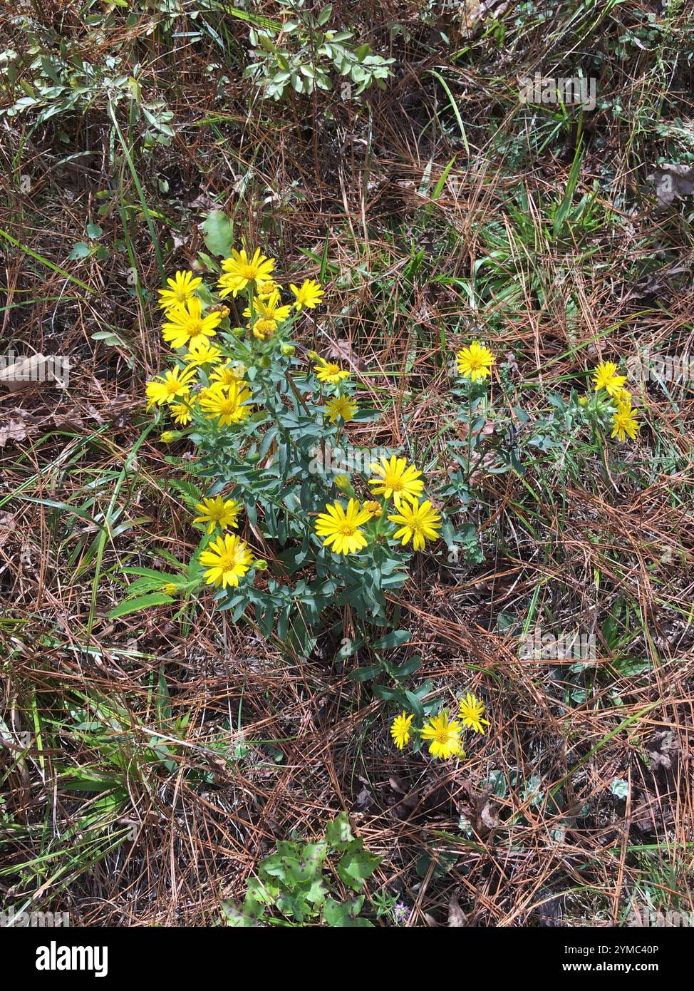Maryland golden-aster (Chrysopsis mariana Stock Photo - Alamy