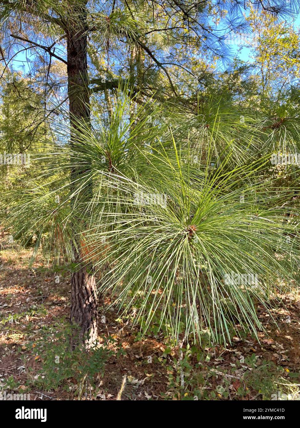 loblolly pine (Pinus taeda Stock Photo - Alamy