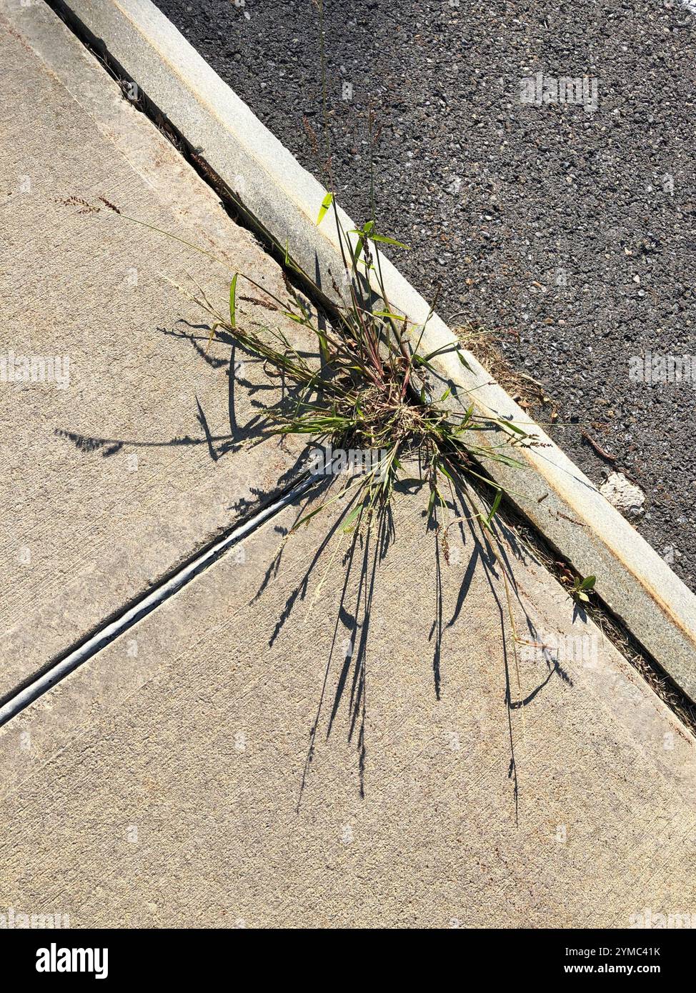 bristlegrasses, rosette grasses, barnyard grasses, and allies (Paniceae ...