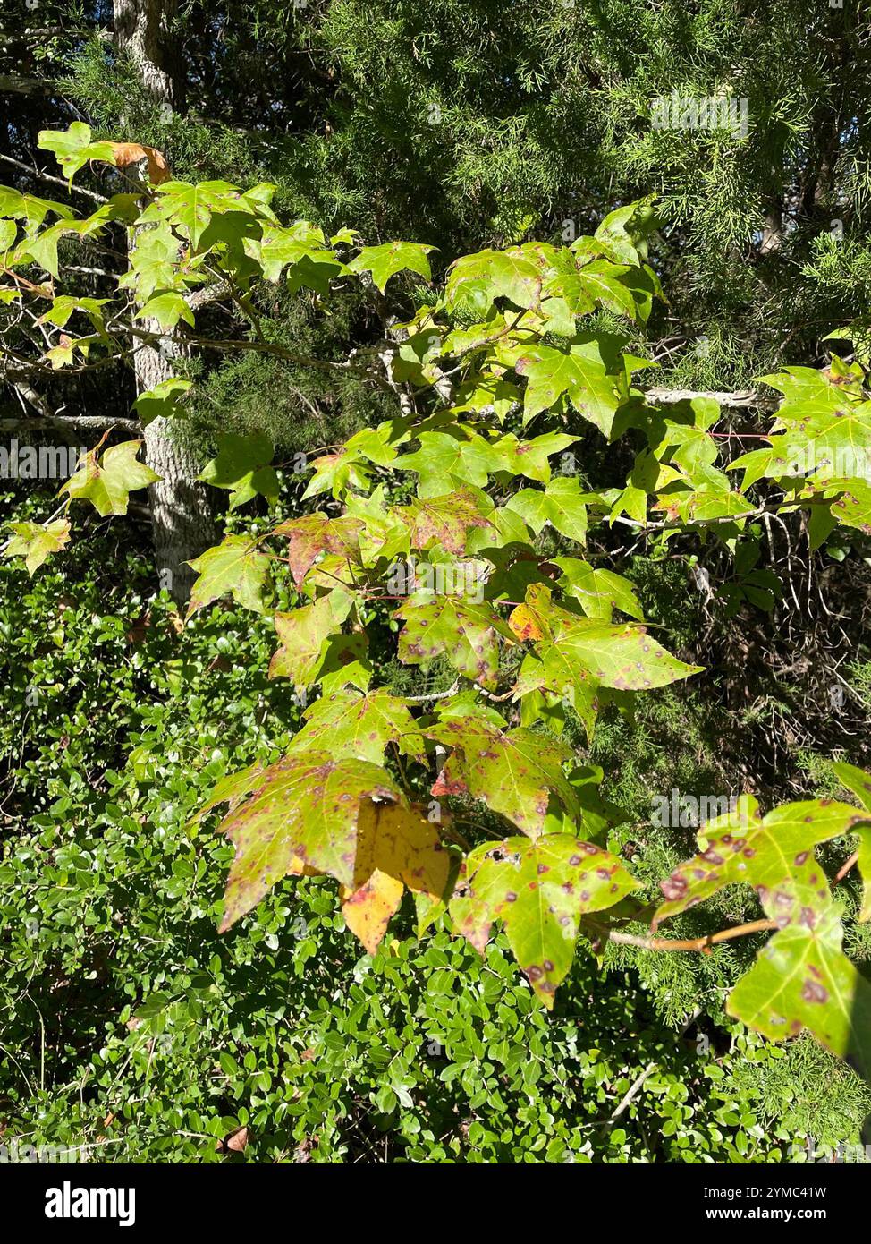 American sweetgum (Liquidambar styraciflua Stock Photo - Alamy