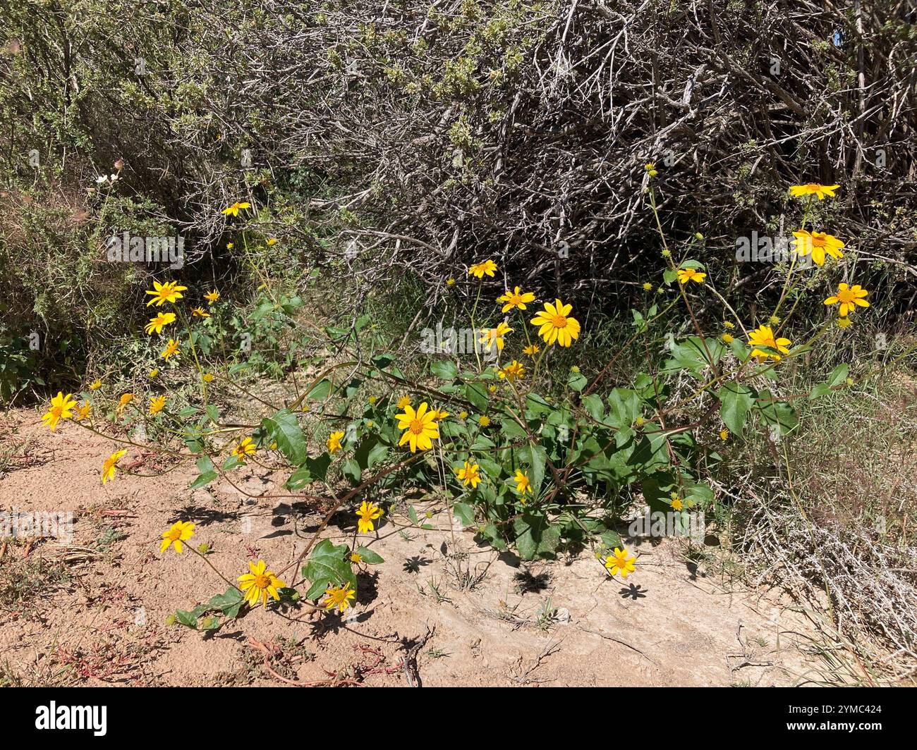 Toothleaf Goldeneye (Viguiera dentata Stock Photo - Alamy
