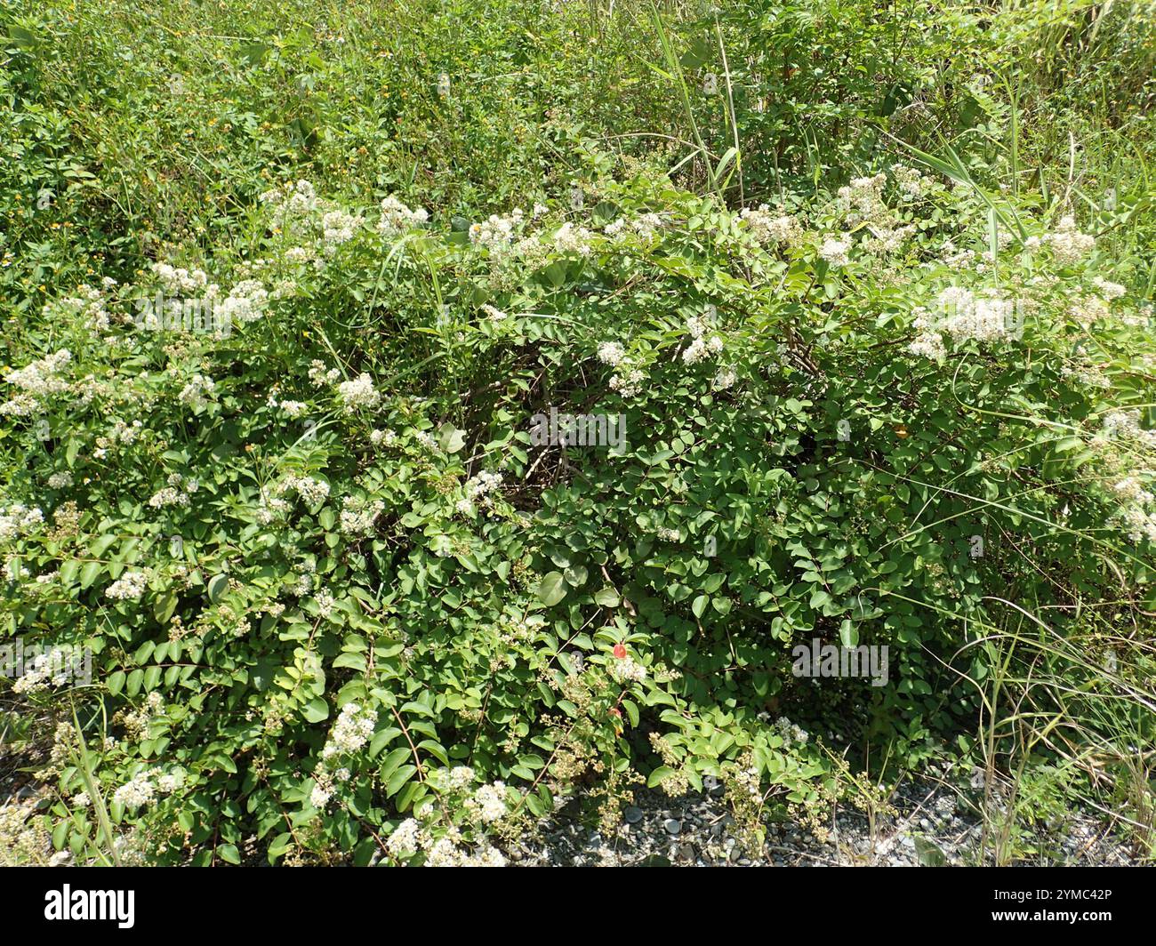 Subcostate Crape Myrtle (Lagerstroemia subcostata Stock Photo - Alamy
