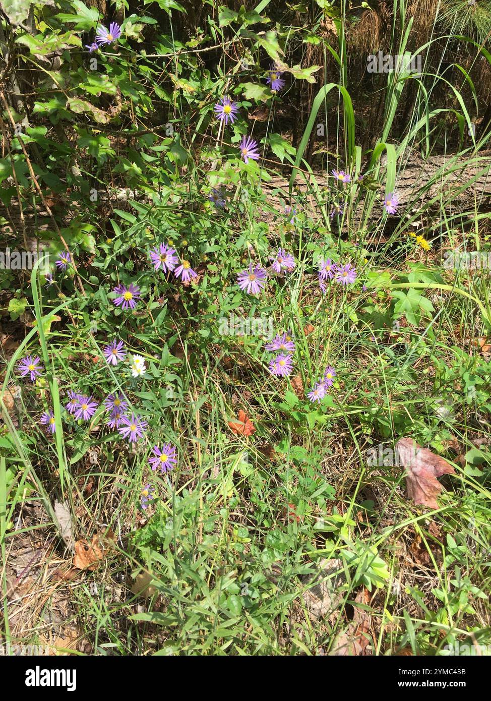 late purple aster (Symphyotrichum patens Stock Photo - Alamy