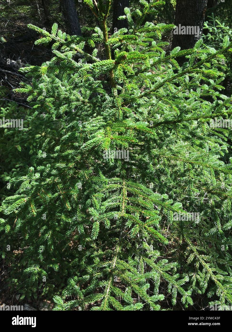 red spruce (Picea rubens Stock Photo - Alamy