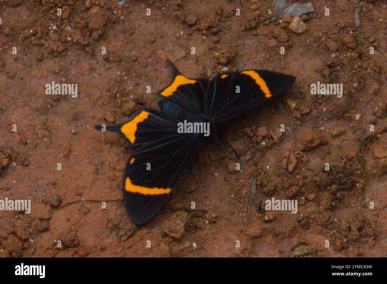 Basilis hi-res stock photography and images - Alamy