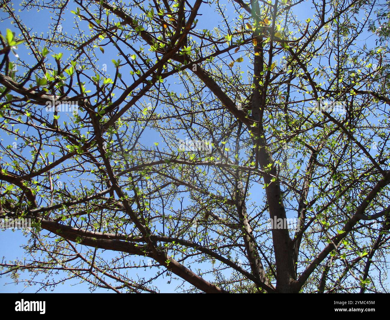 Terminalia prunioides hi-res stock photography and images - Alamy