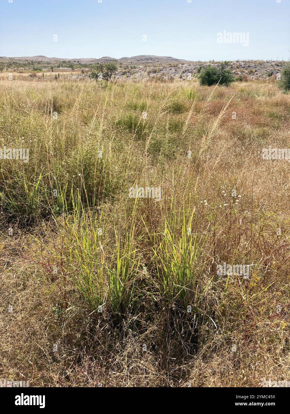 big sacaton (Sporobolus wrightii Stock Photo - Alamy