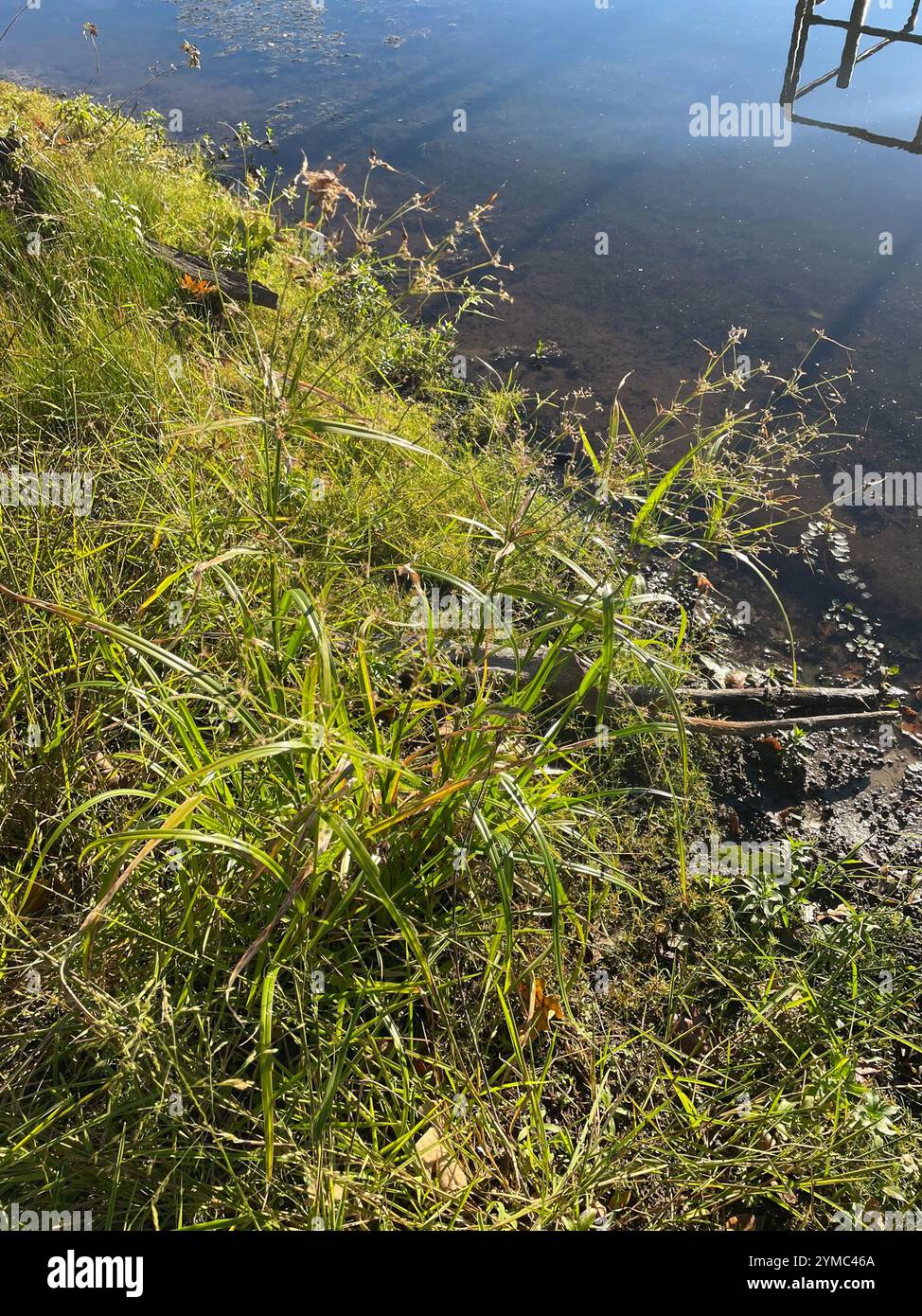 short-bristled horned beaksedge (Rhynchospora corniculata Stock Photo ...