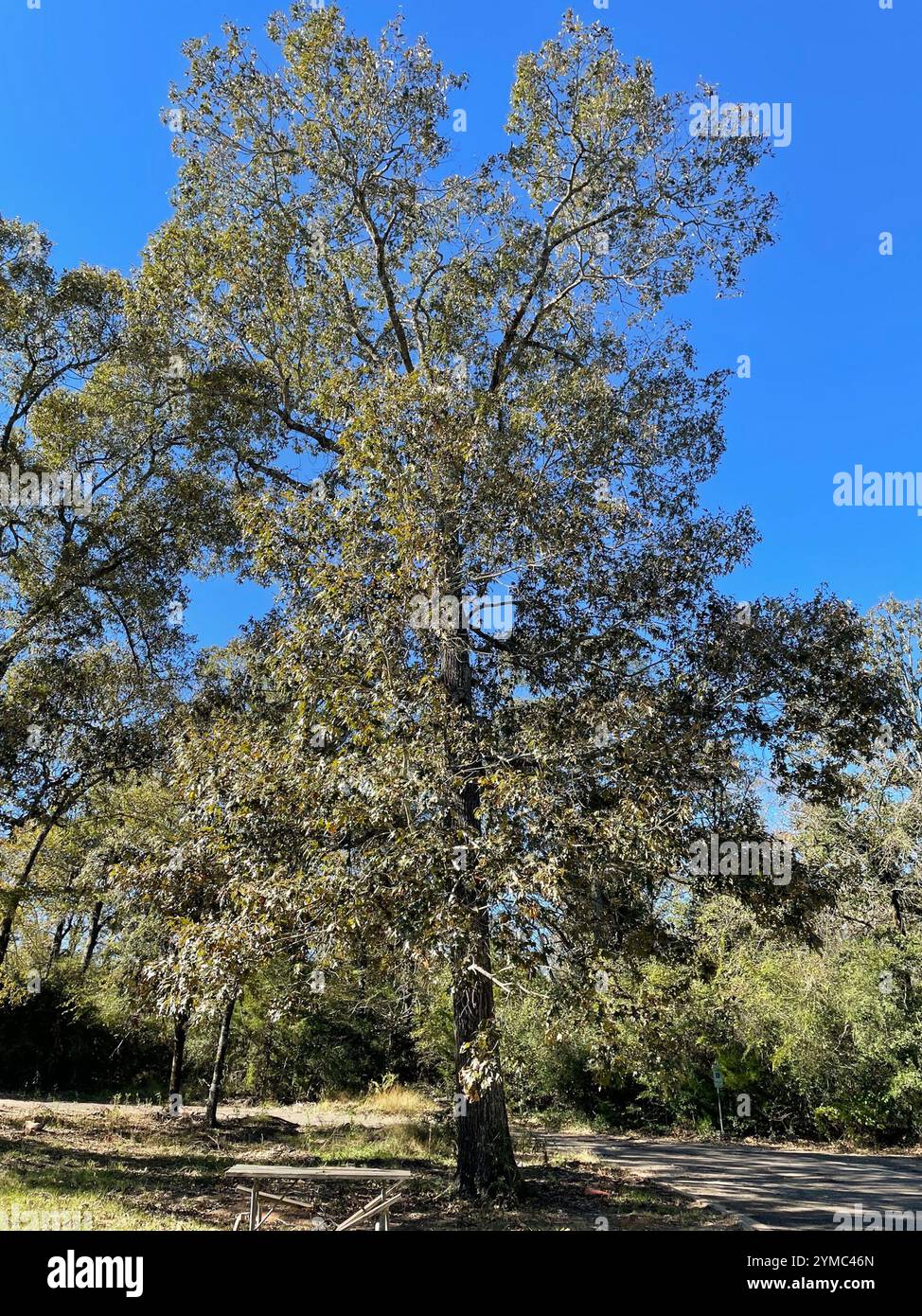 southern red oak (Quercus falcata Stock Photo - Alamy