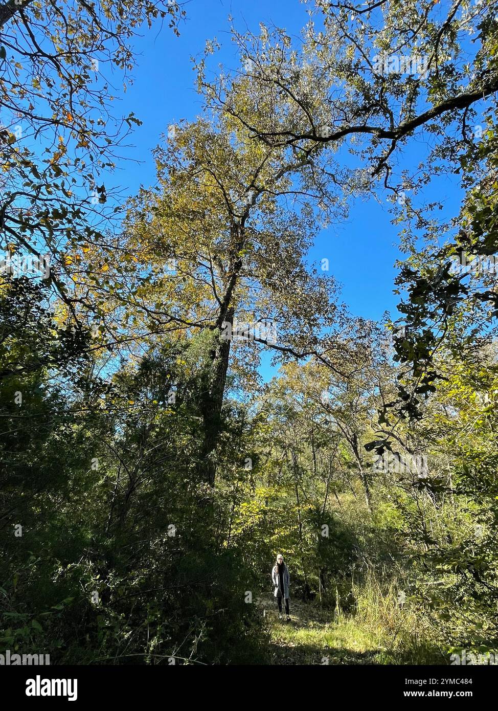 southern red oak (Quercus falcata Stock Photo - Alamy