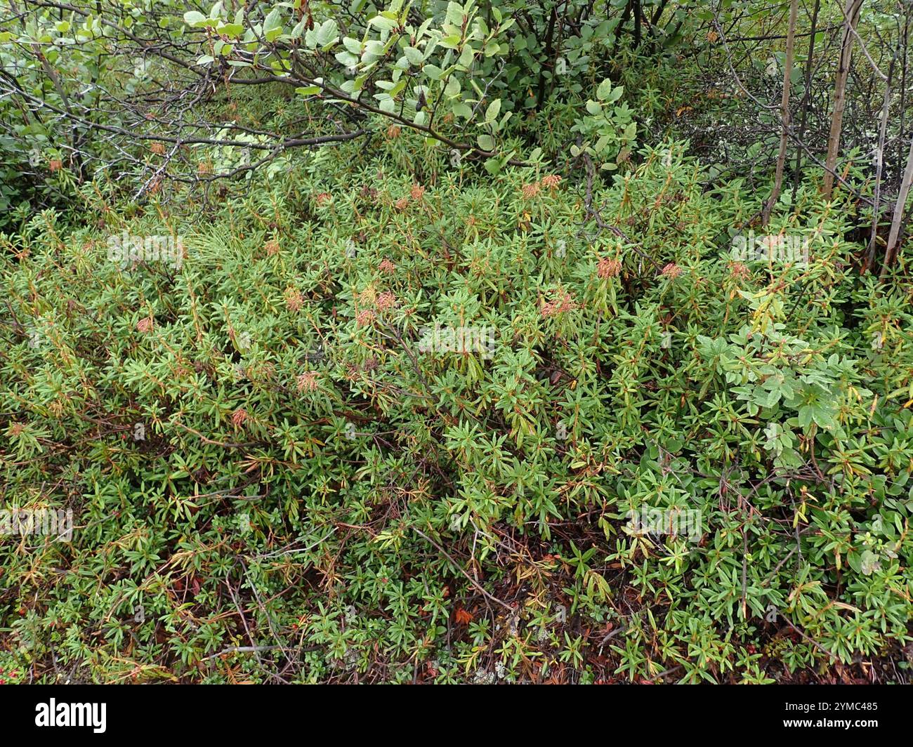 Bog Labrador Tea (Rhododendron groenlandicum Stock Photo - Alamy