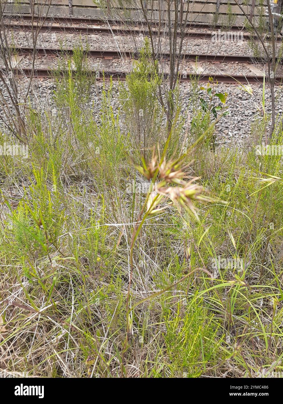 Kangaroo Grass (Themeda triandra Stock Photo - Alamy