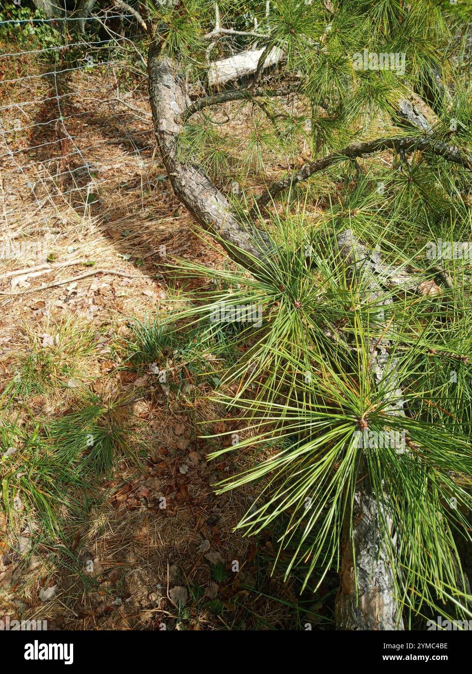 pitch pine (Pinus rigida Stock Photo - Alamy