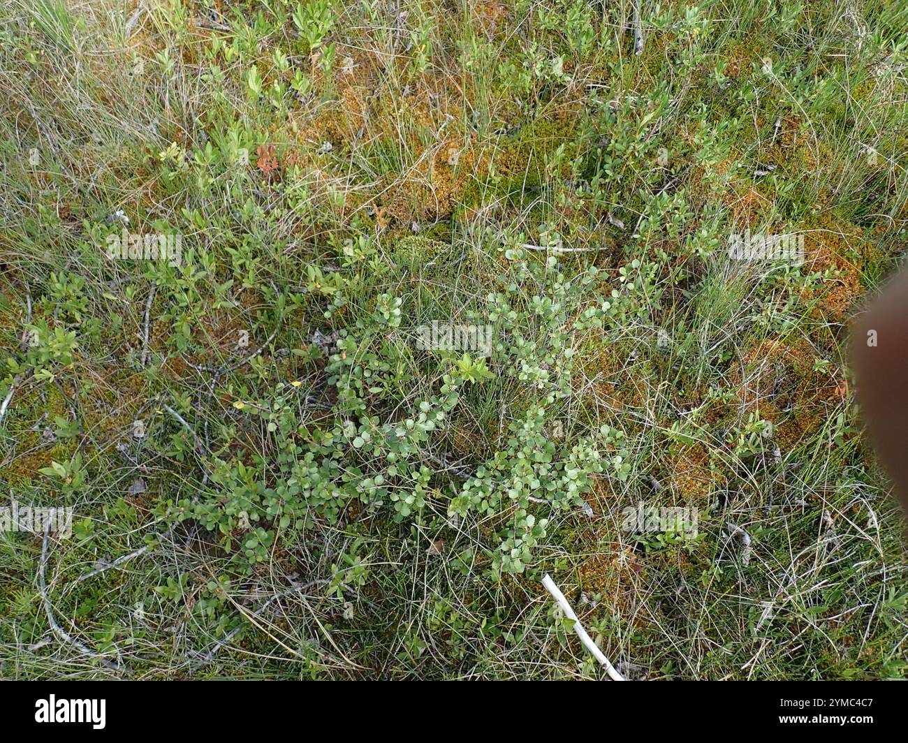 dwarf resin birch (Betula glandulosa Stock Photo - Alamy