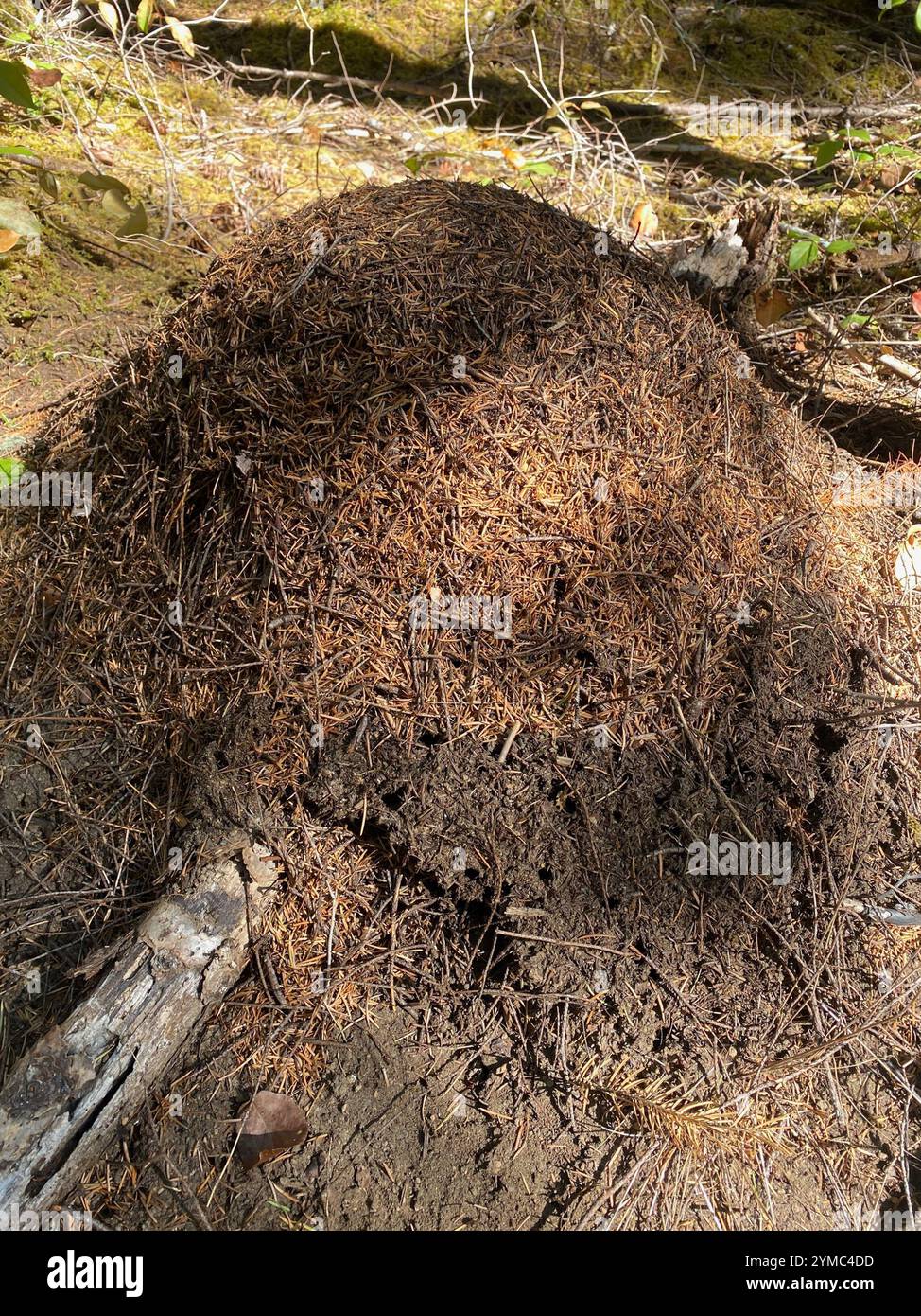 Western Thatching Ant (Formica obscuripes Stock Photo - Alamy