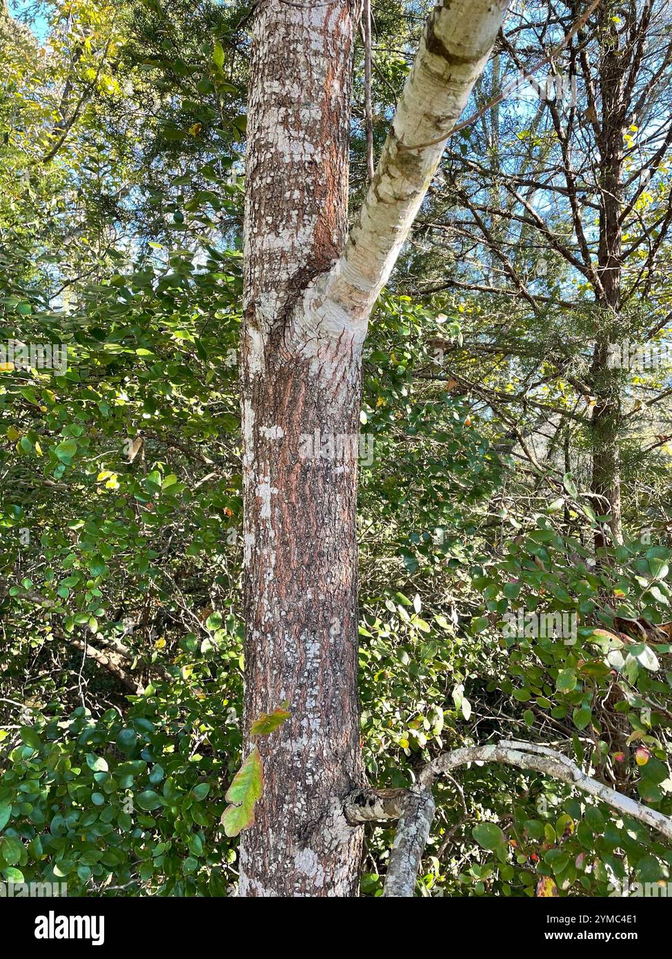 southern red oak (Quercus falcata Stock Photo - Alamy