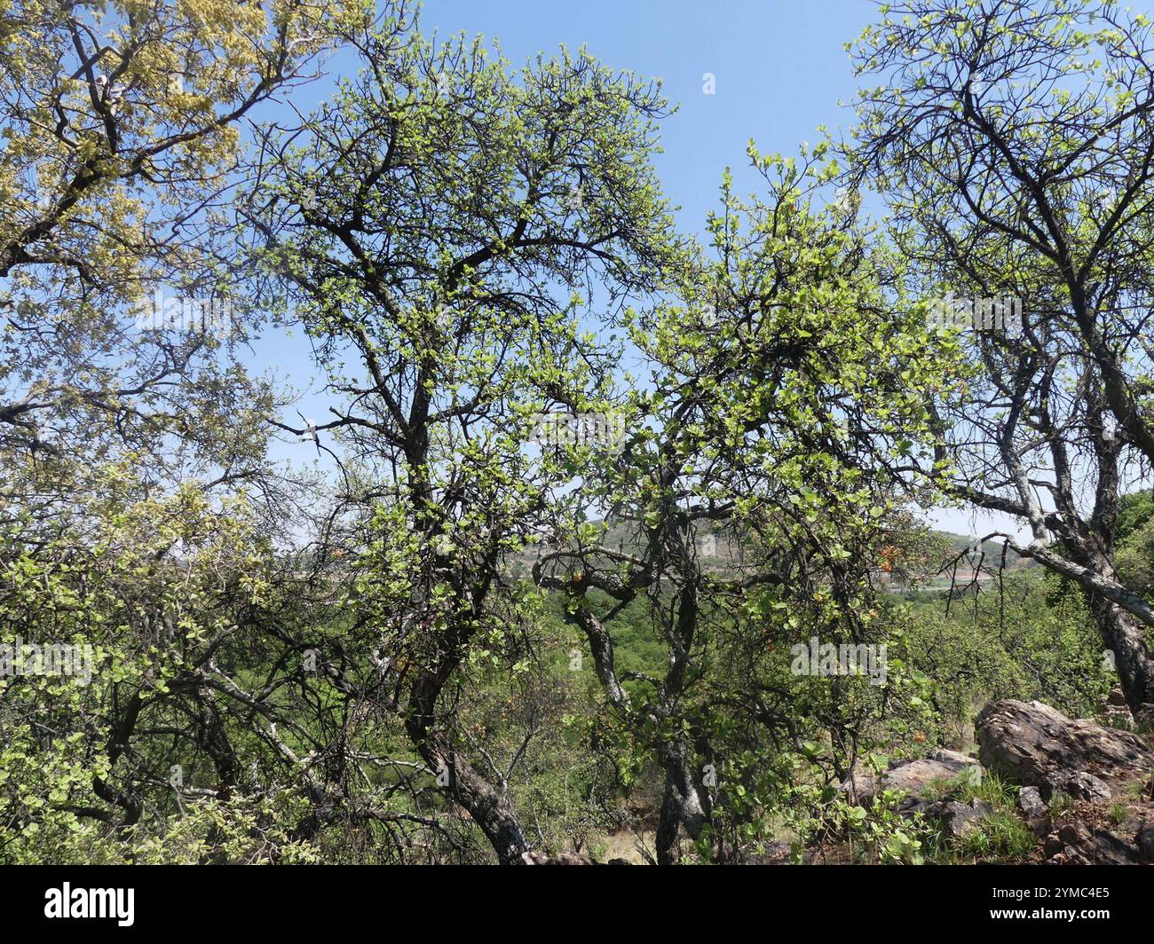 South African Wild Pear (Dombeya rotundifolia Stock Photo - Alamy