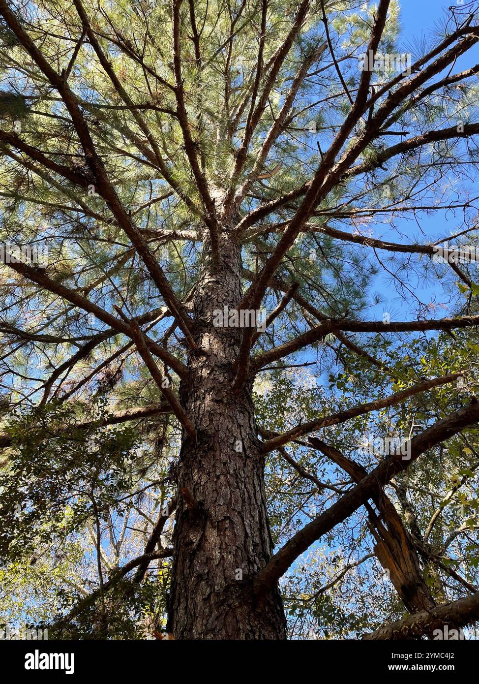 loblolly pine (Pinus taeda Stock Photo - Alamy