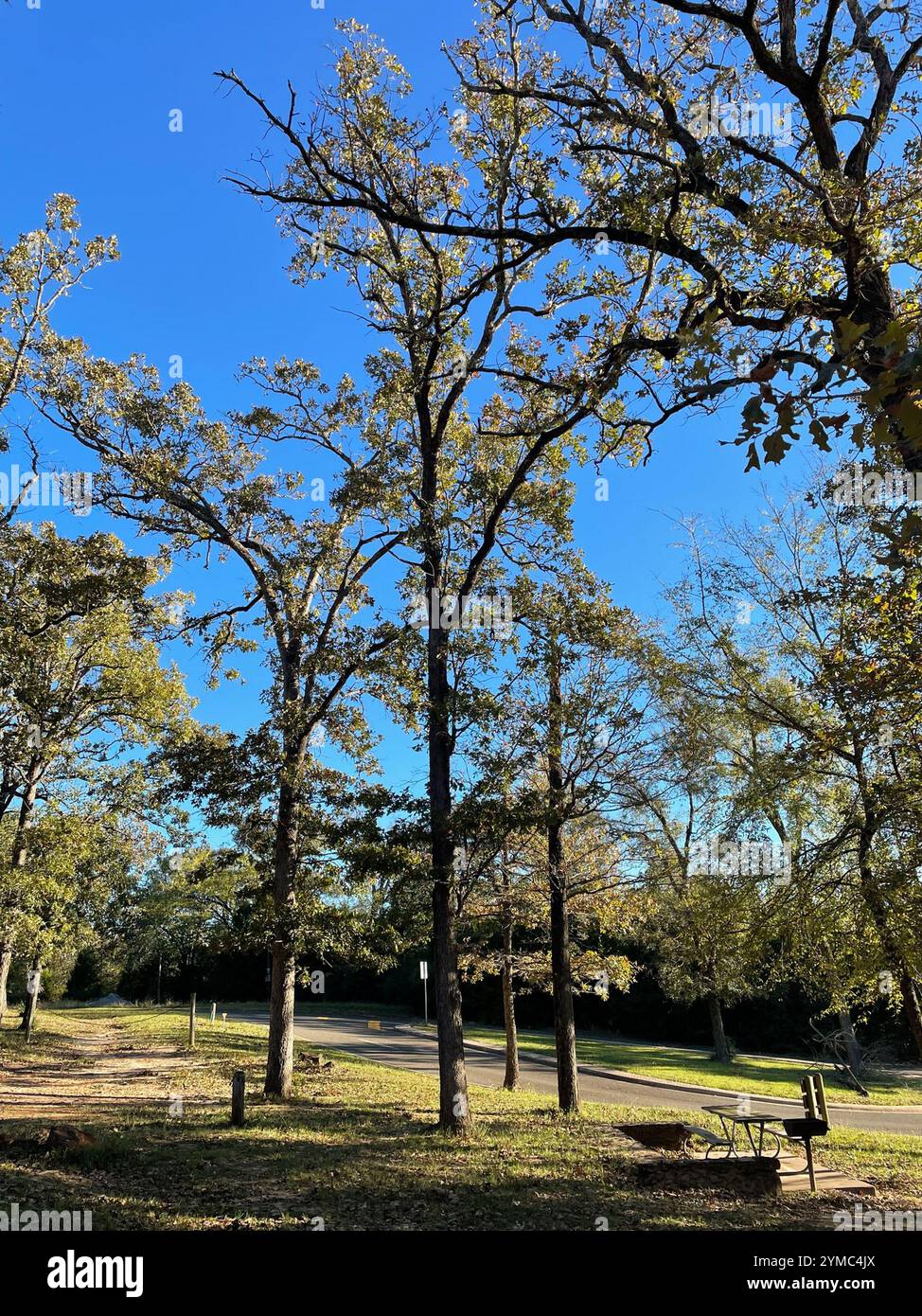 post oak (Quercus stellata Stock Photo - Alamy