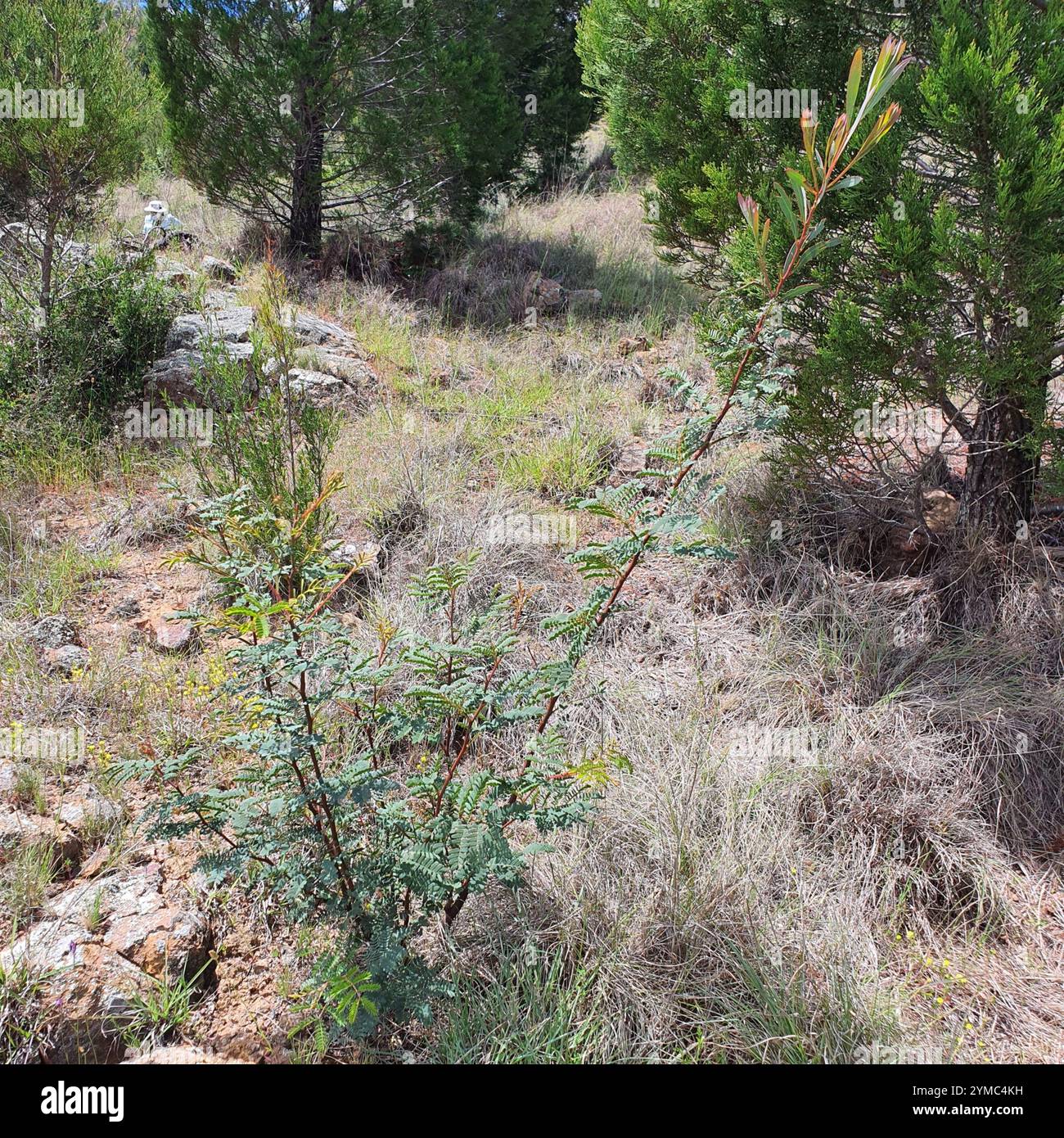 Acacia rubida hi-res stock photography and images - Alamy