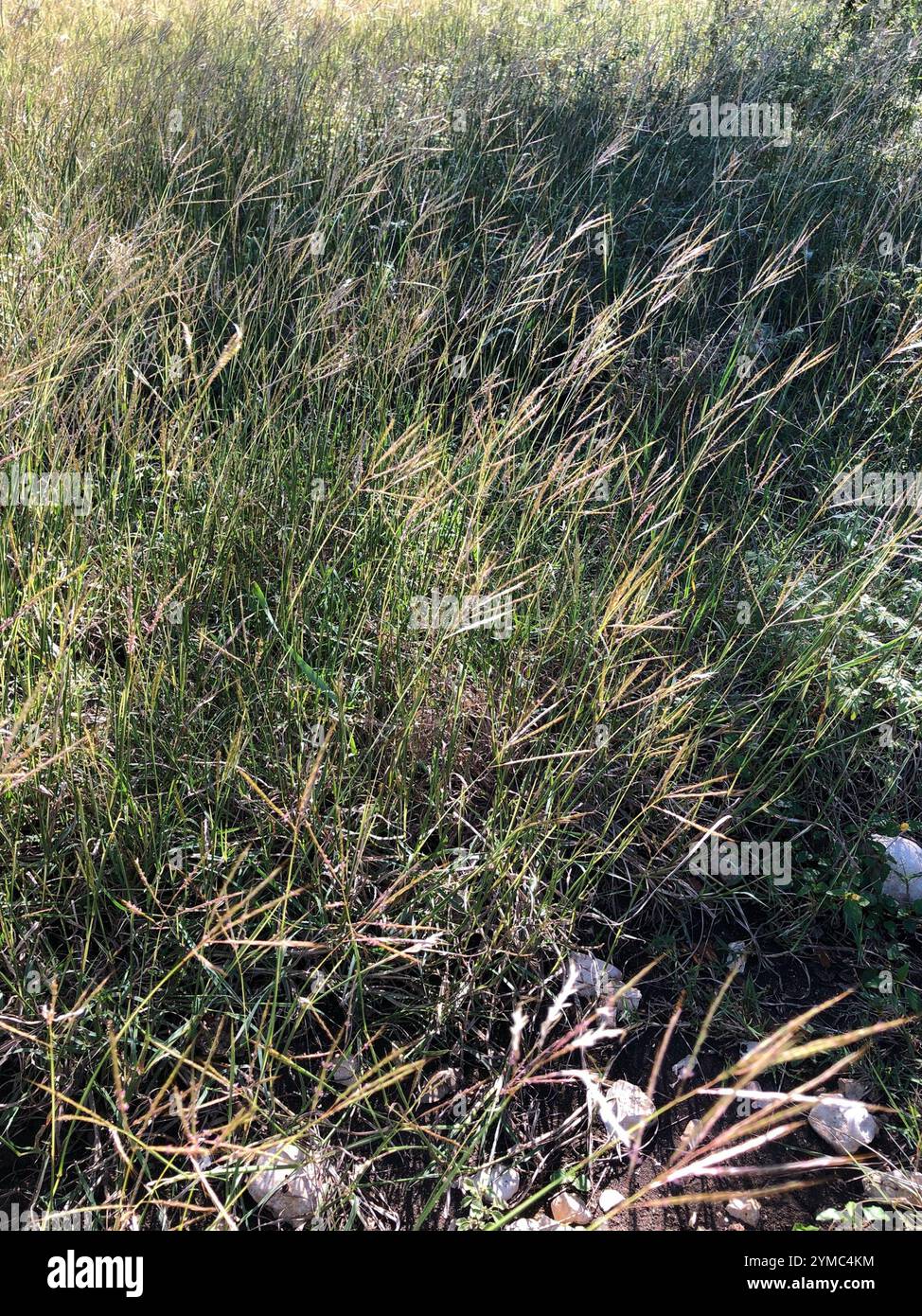 King Ranch bluestem (Bothriochloa ischaemum Stock Photo - Alamy