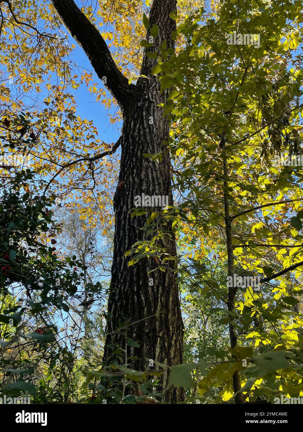 southern red oak (Quercus falcata Stock Photo - Alamy