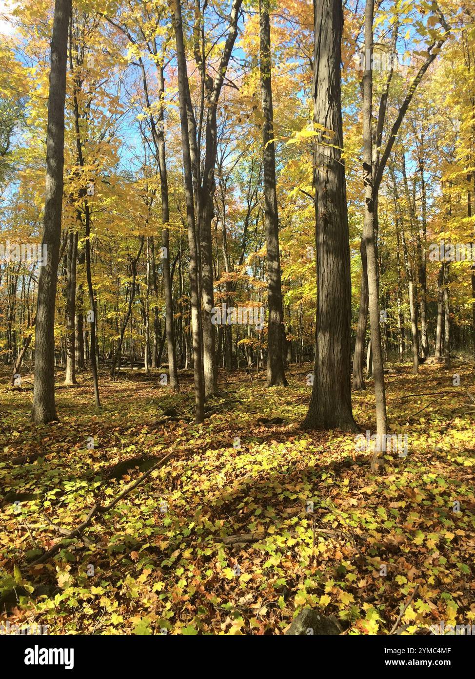 bitternut hickory (Carya cordiformis Stock Photo - Alamy