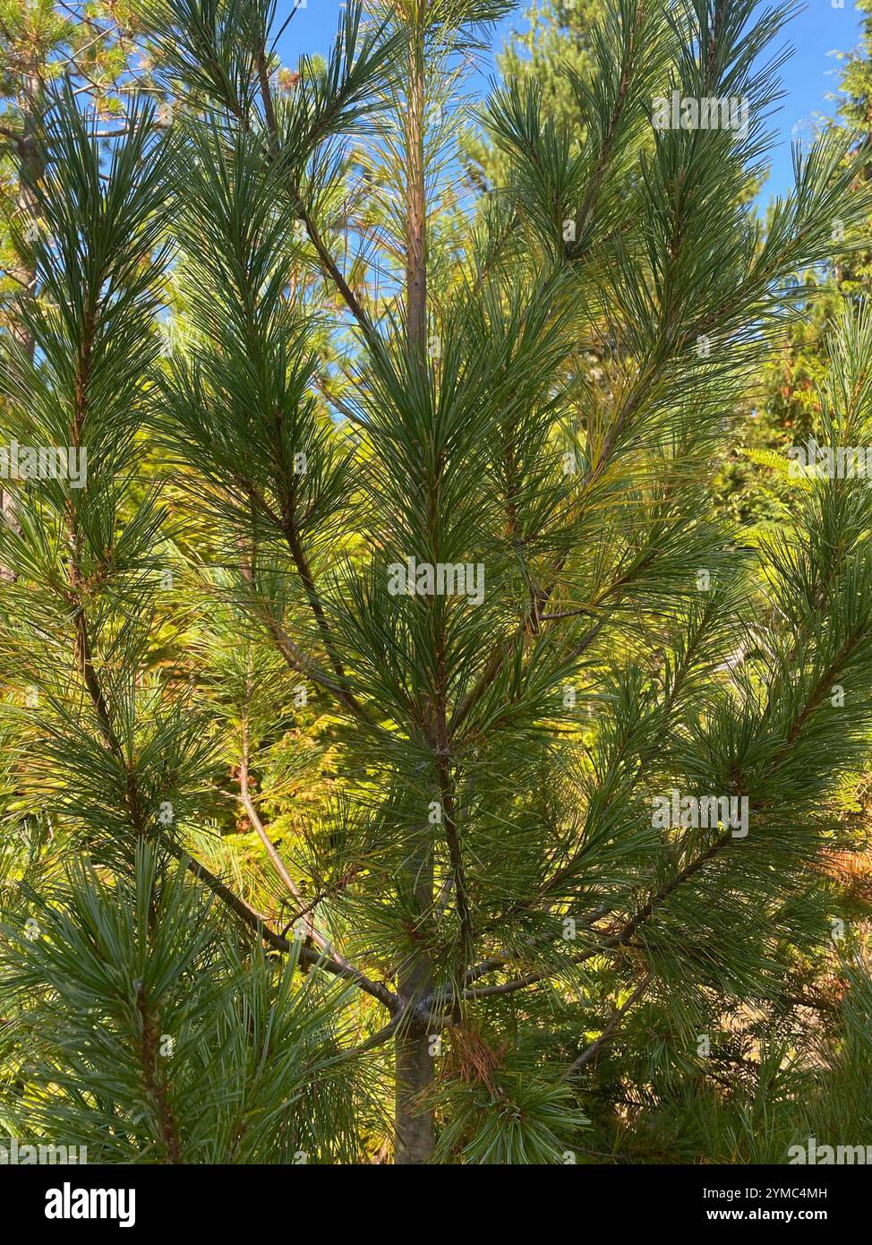 western white pine (Pinus monticola Stock Photo - Alamy