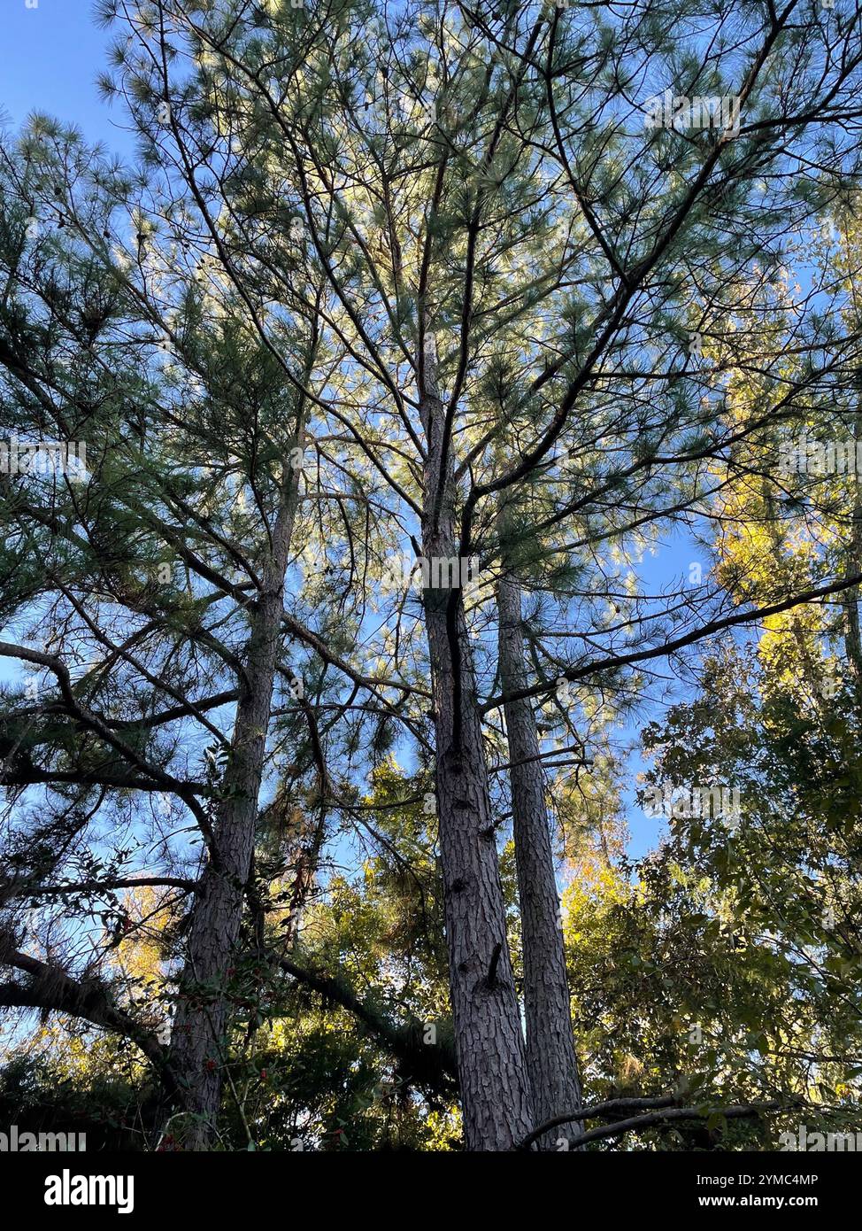 loblolly pine (Pinus taeda Stock Photo - Alamy