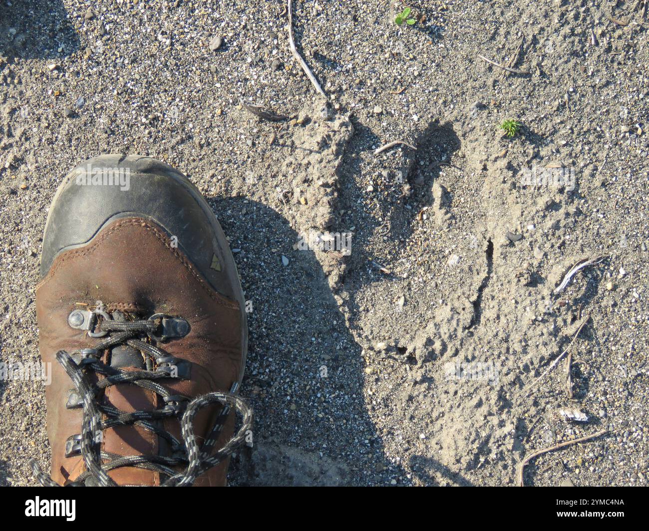 New World Deer (Capreolinae Stock Photo - Alamy