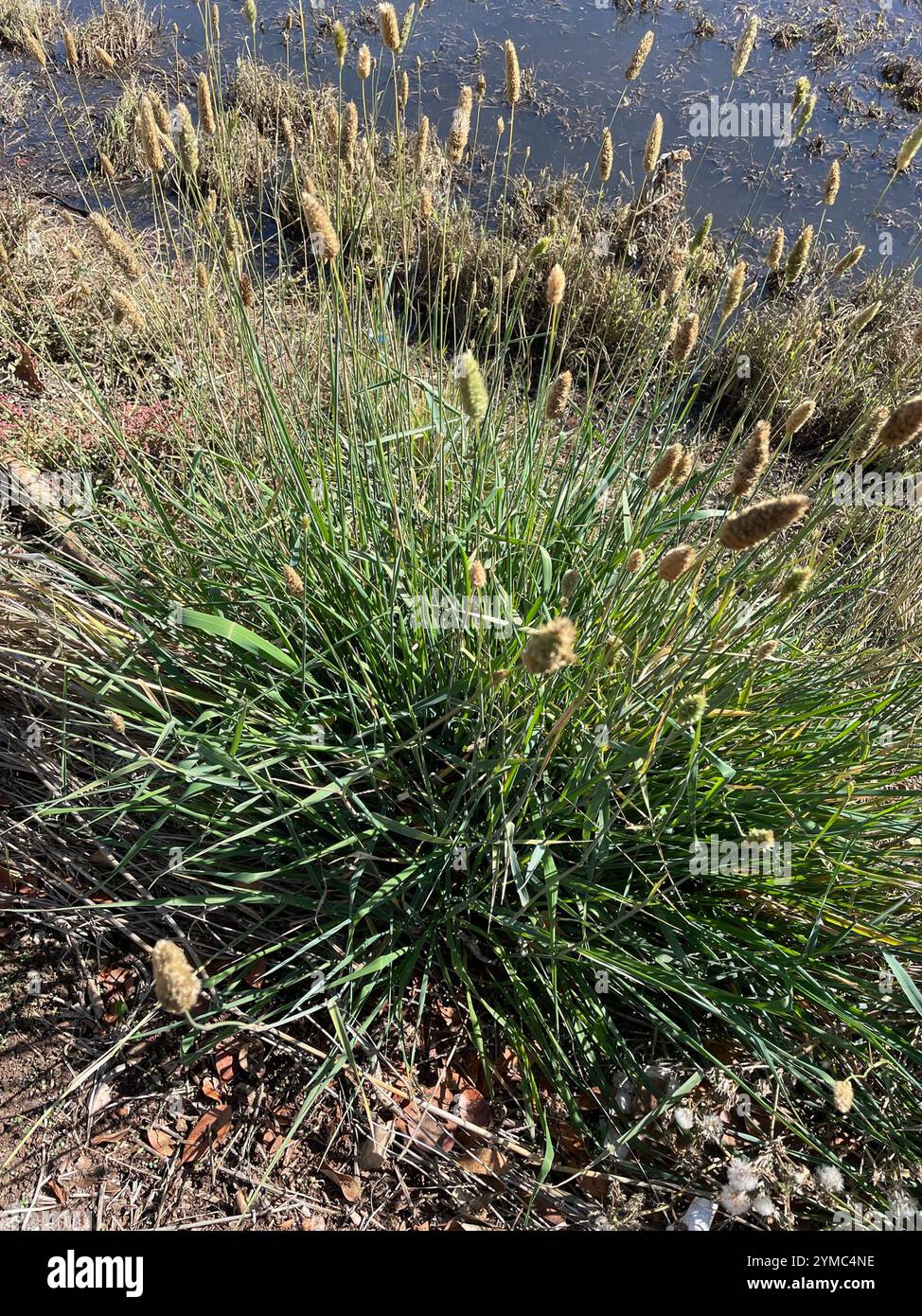 Phalaris aquatica hi-res stock photography and images - Alamy